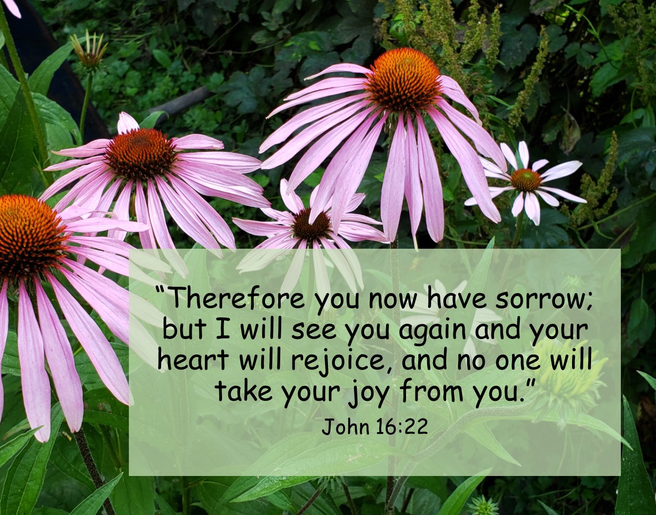 The Joy of the Kingdom – Kindler of Joy!